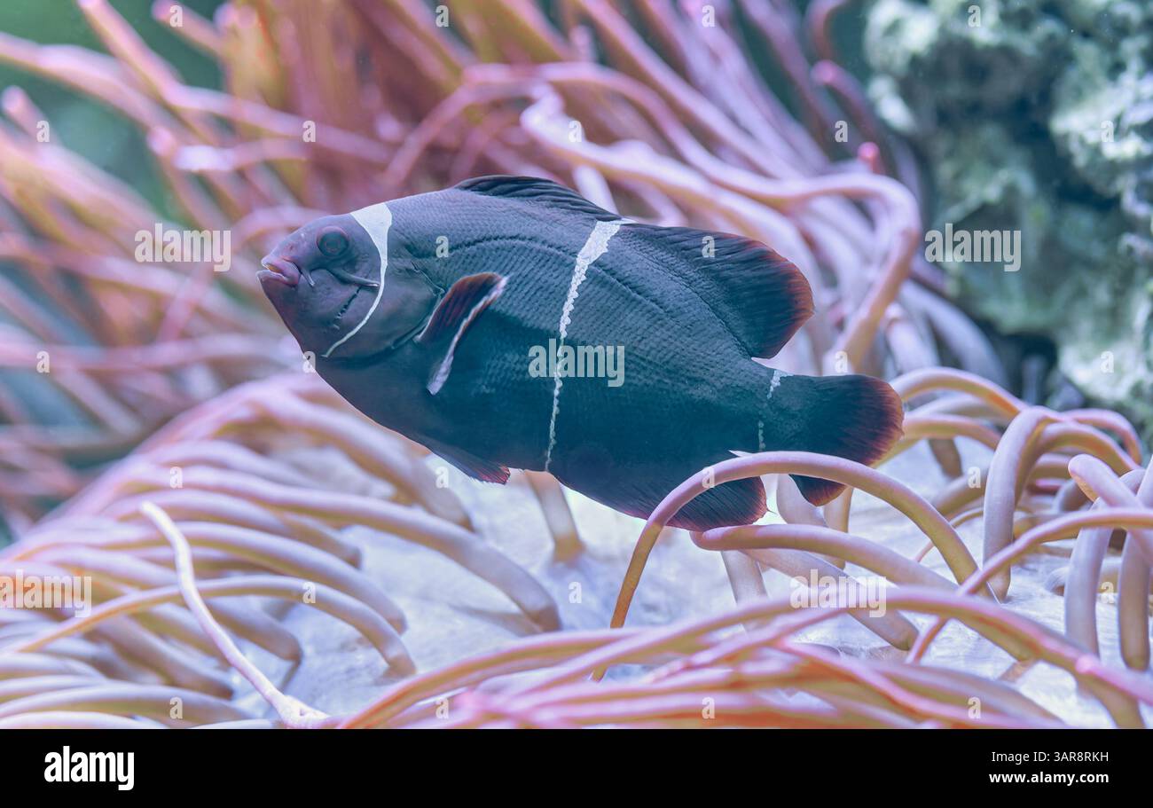 Close-up side view of a Maroon clownfish (Premnas biaculeatus) nestled ...