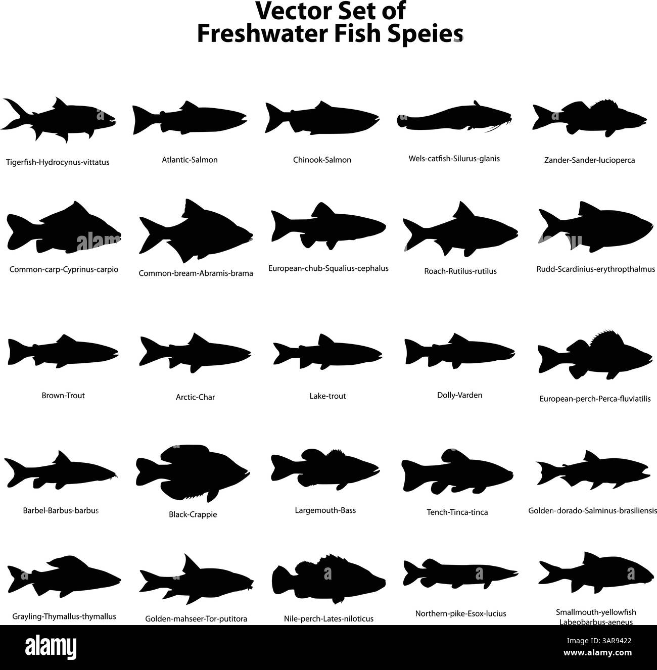 Freshwater fish species vector silhouette Pack with Names Stock Vector ...