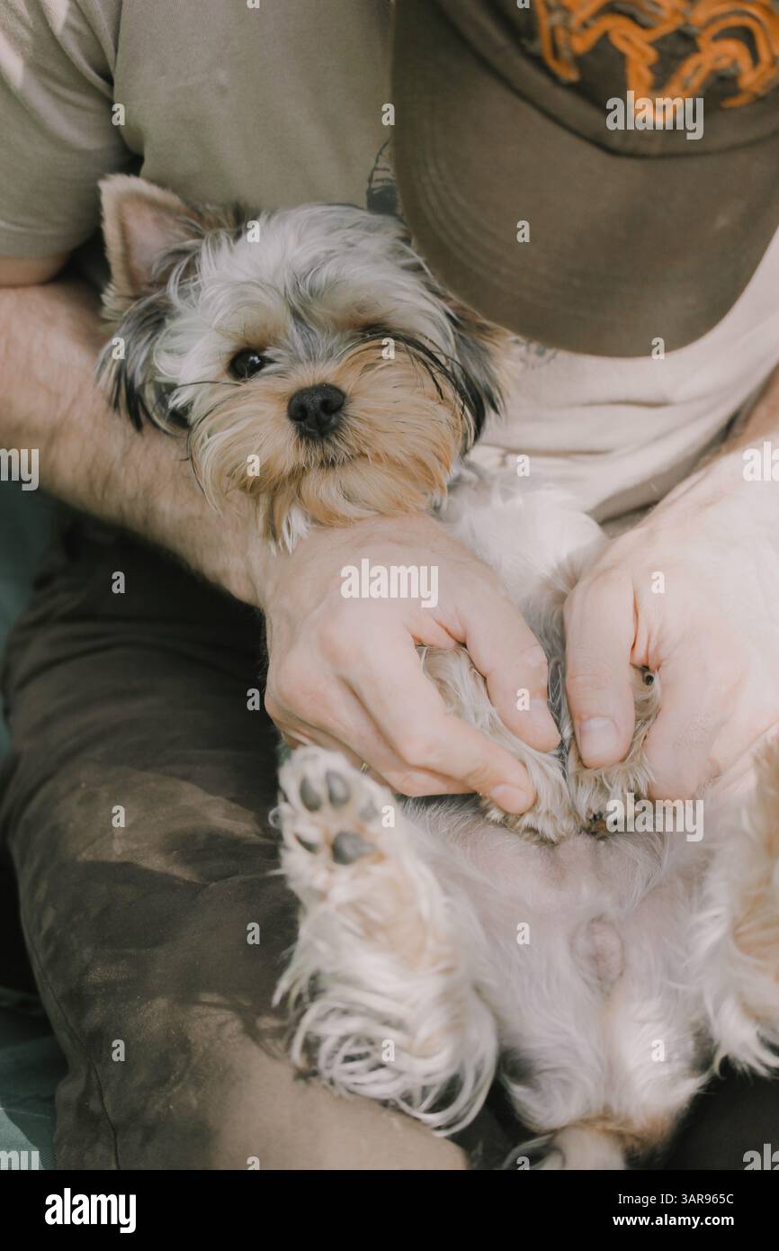 Man yorkshire terrier in arms hi-res stock photography and images - Alamy