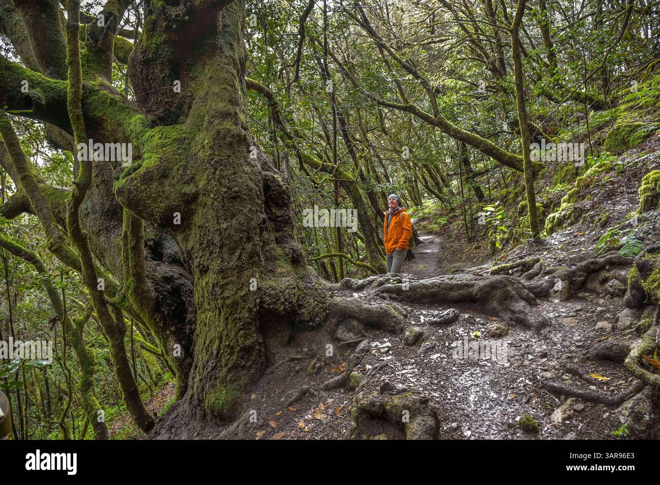 Wanderer, Looberbaum im Loorbeerwald im Nationalpark Garajonay ...