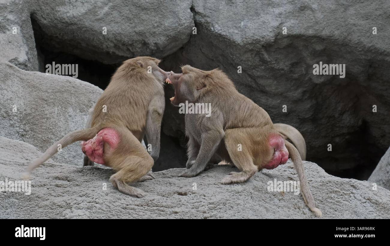 Zoo baboon playing fighting hi-res stock photography and images - Alamy