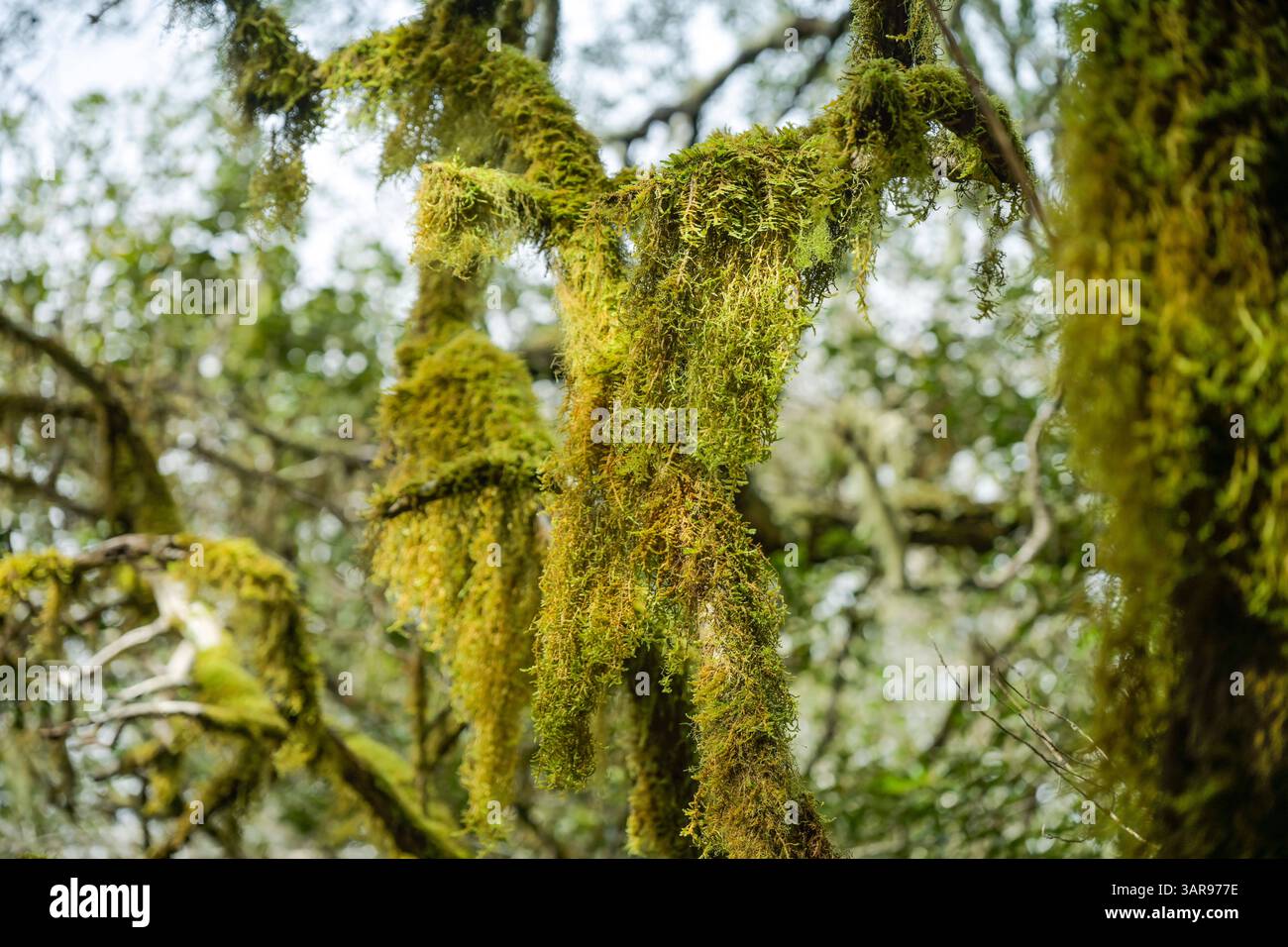 Moos, Looberbäume im Loorbeerwald im Nationalpark Garajonay, Waldgebiet ...