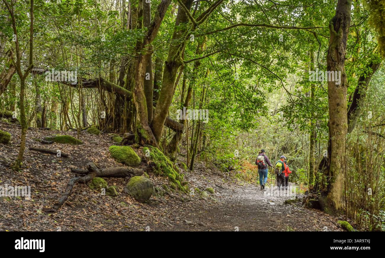 Wanderer, Looberbäume im Loorbeerwald im Nationalpark Garajonay ...