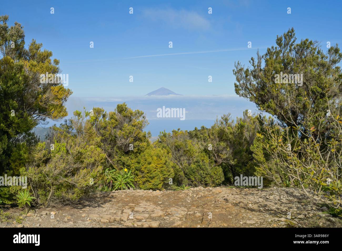 Nationalpark Garajonay, La Gomera, Blick zum Vulkan Pico Teide auf ...
