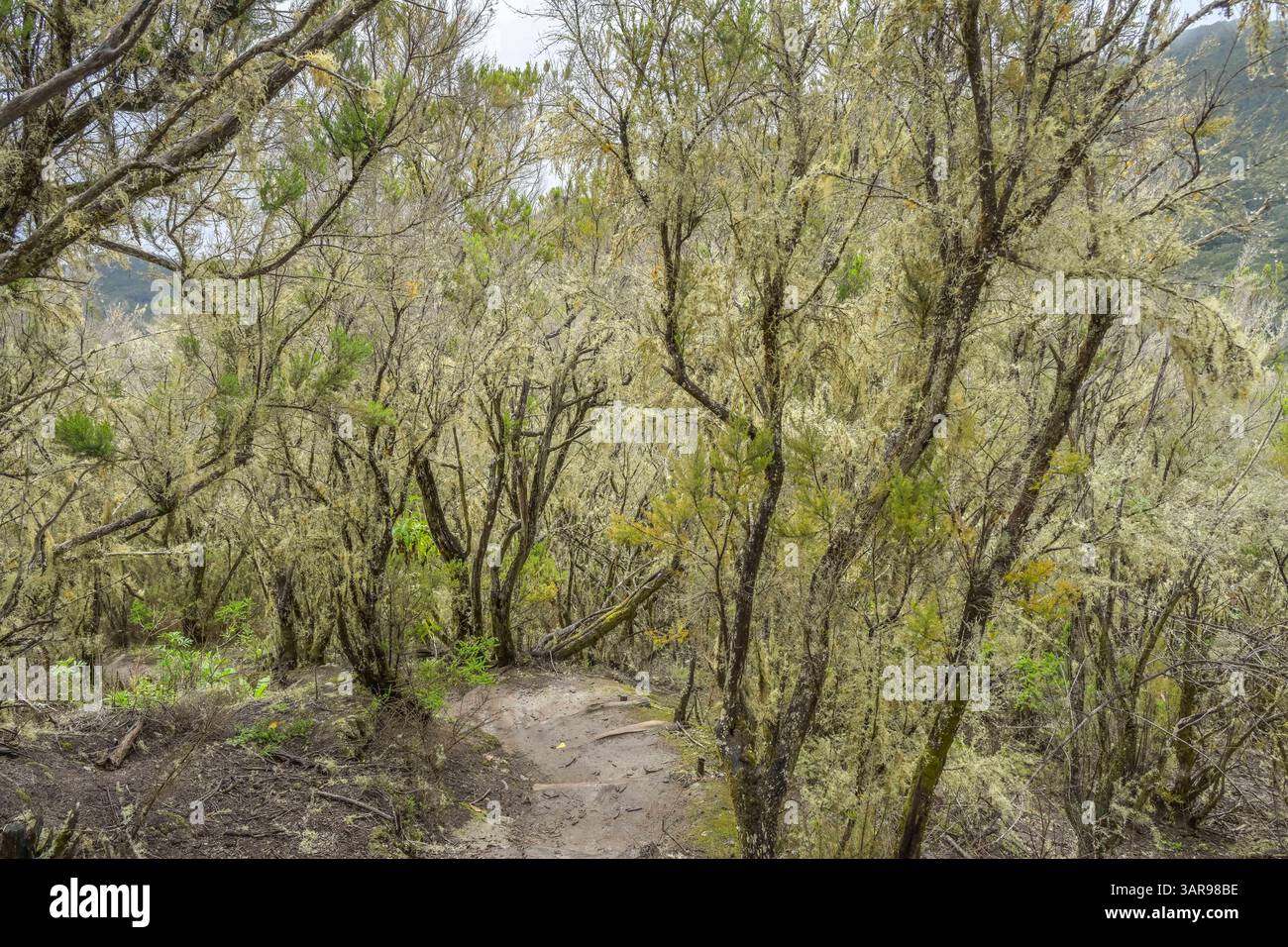 Flechten, Looberbäume im Loorbeerwald im Nationalpark Garajonay ...