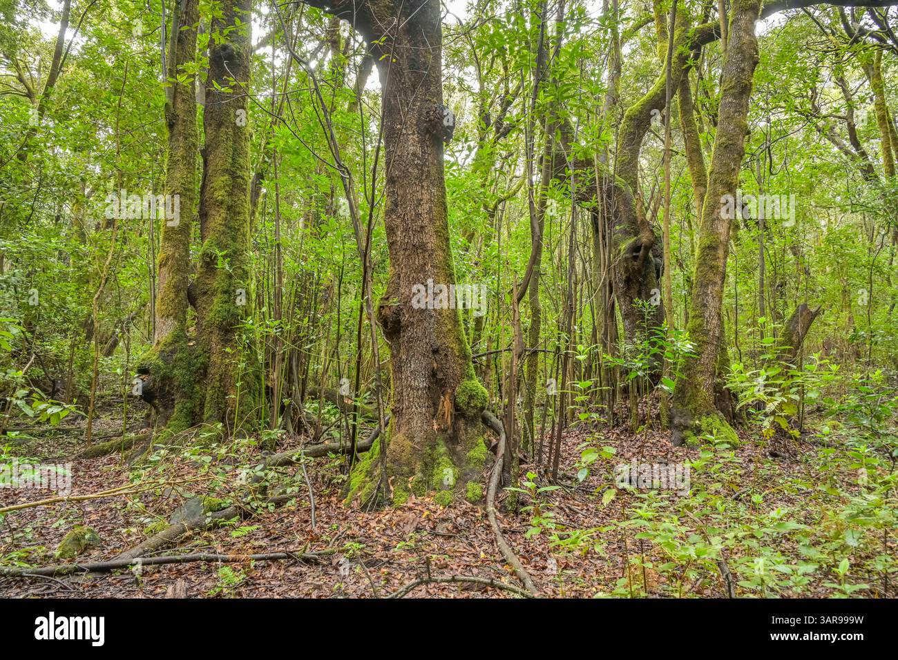 Looberbäume im Loorbeerwald im Nationalpark Garajonay, Waldgebiet nahe ...