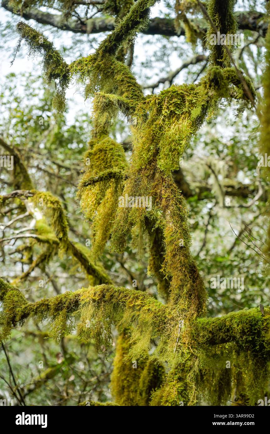 Moos, Looberbäume im Loorbeerwald im Nationalpark Garajonay, Waldgebiet ...