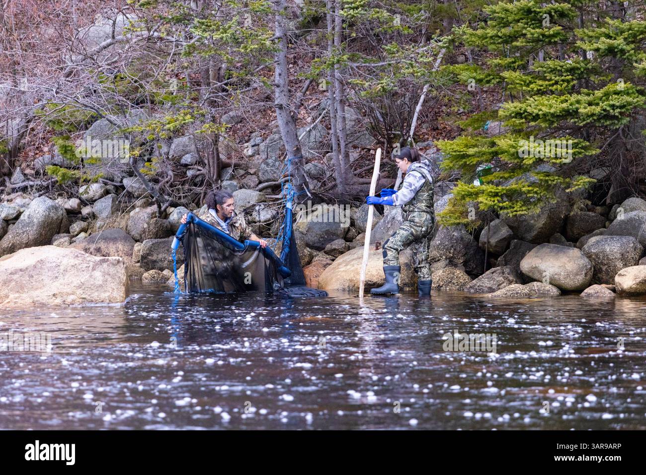 Hubbards, Canada. 15th Apr, 2025. Indigenous elvers cast nets on the ...