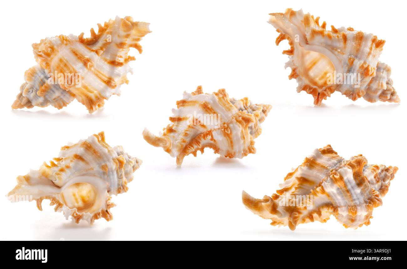 White and orange rare sea shell from the genus Chicoreus, a member of ...