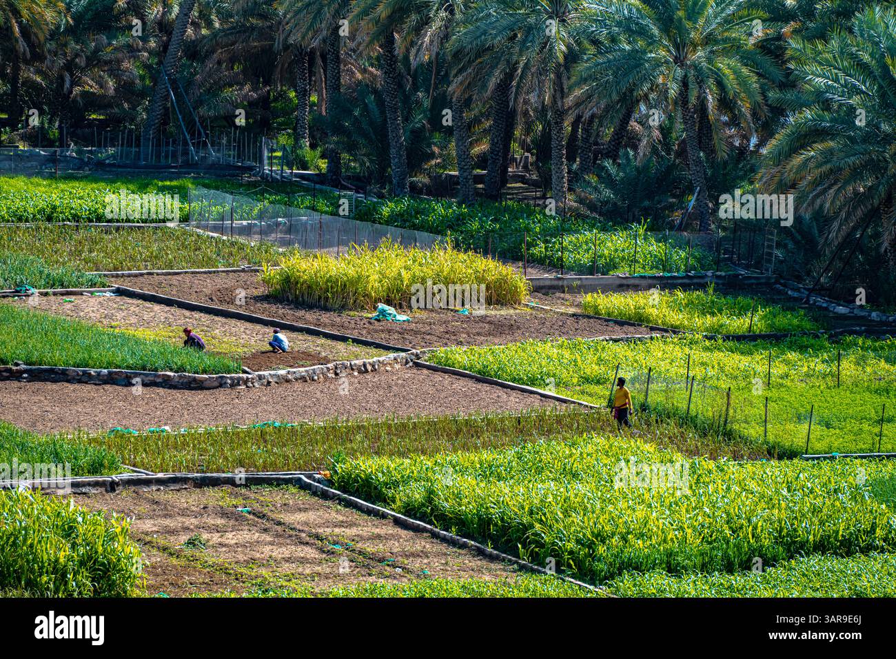 Self-sufficient labor-intensive farming in Oman. Traditional ...