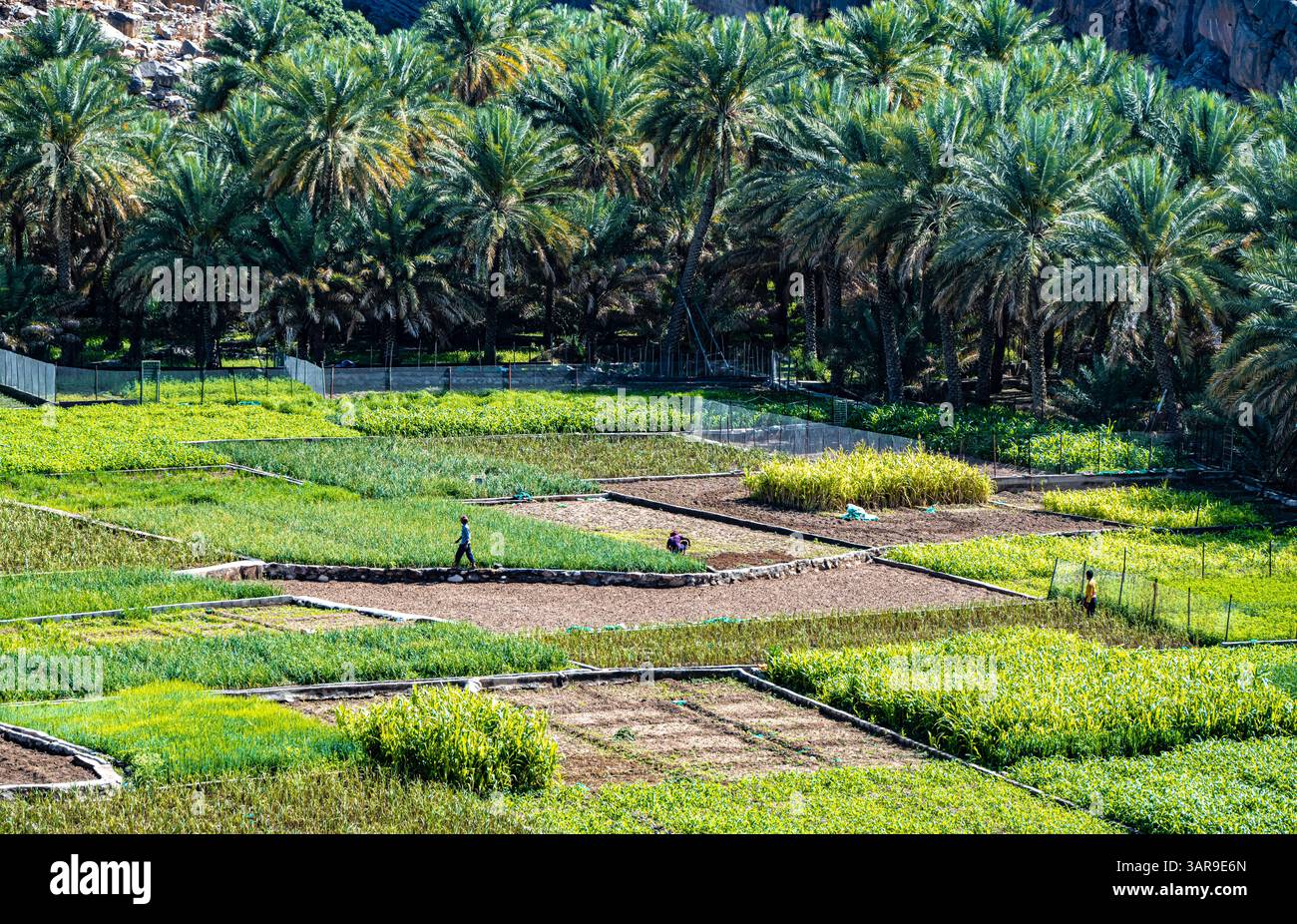 Self-sufficient labor-intensive farming in Oman. Traditional ...