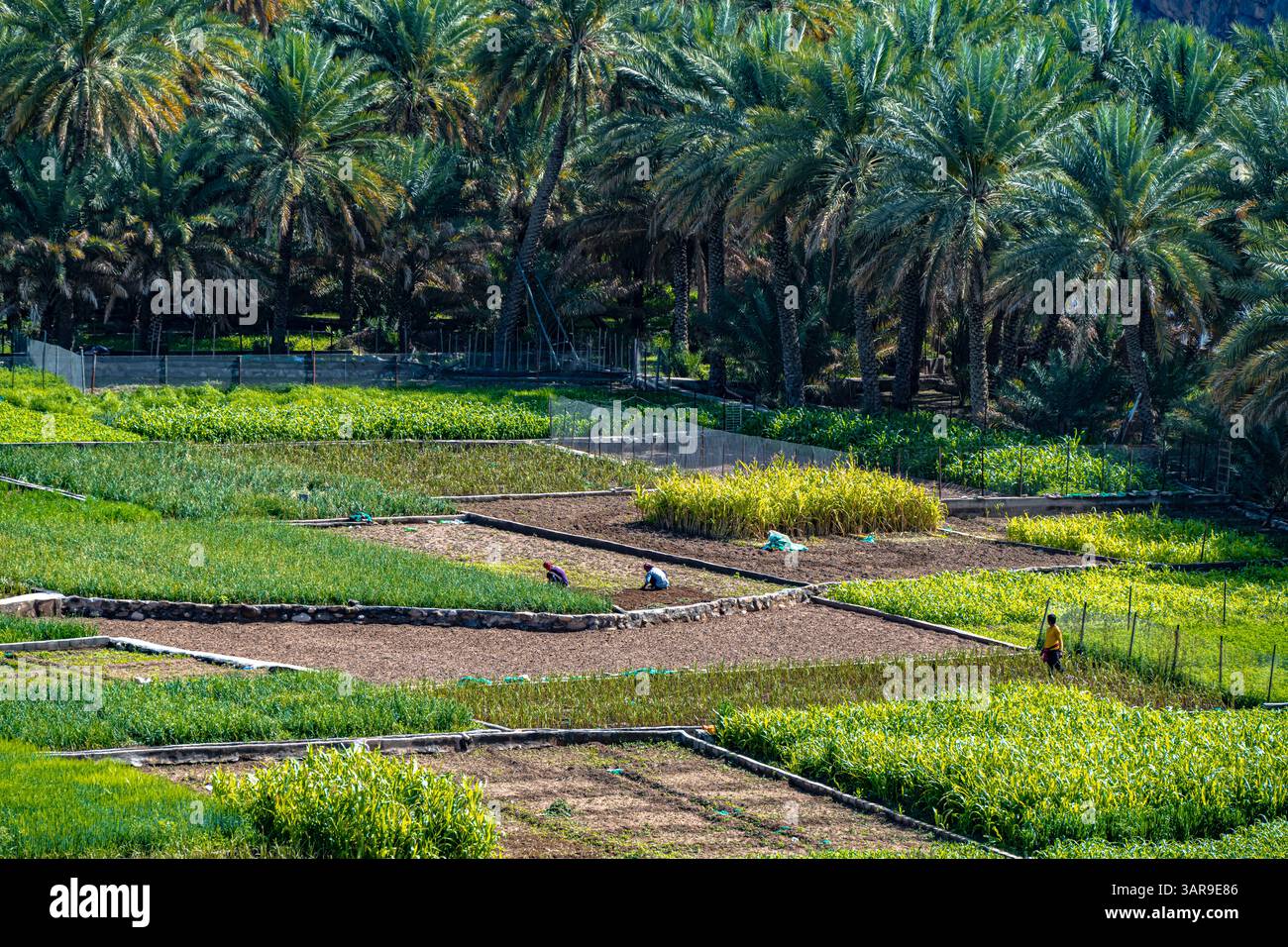 Self-sufficient labor-intensive farming in Oman. Traditional ...