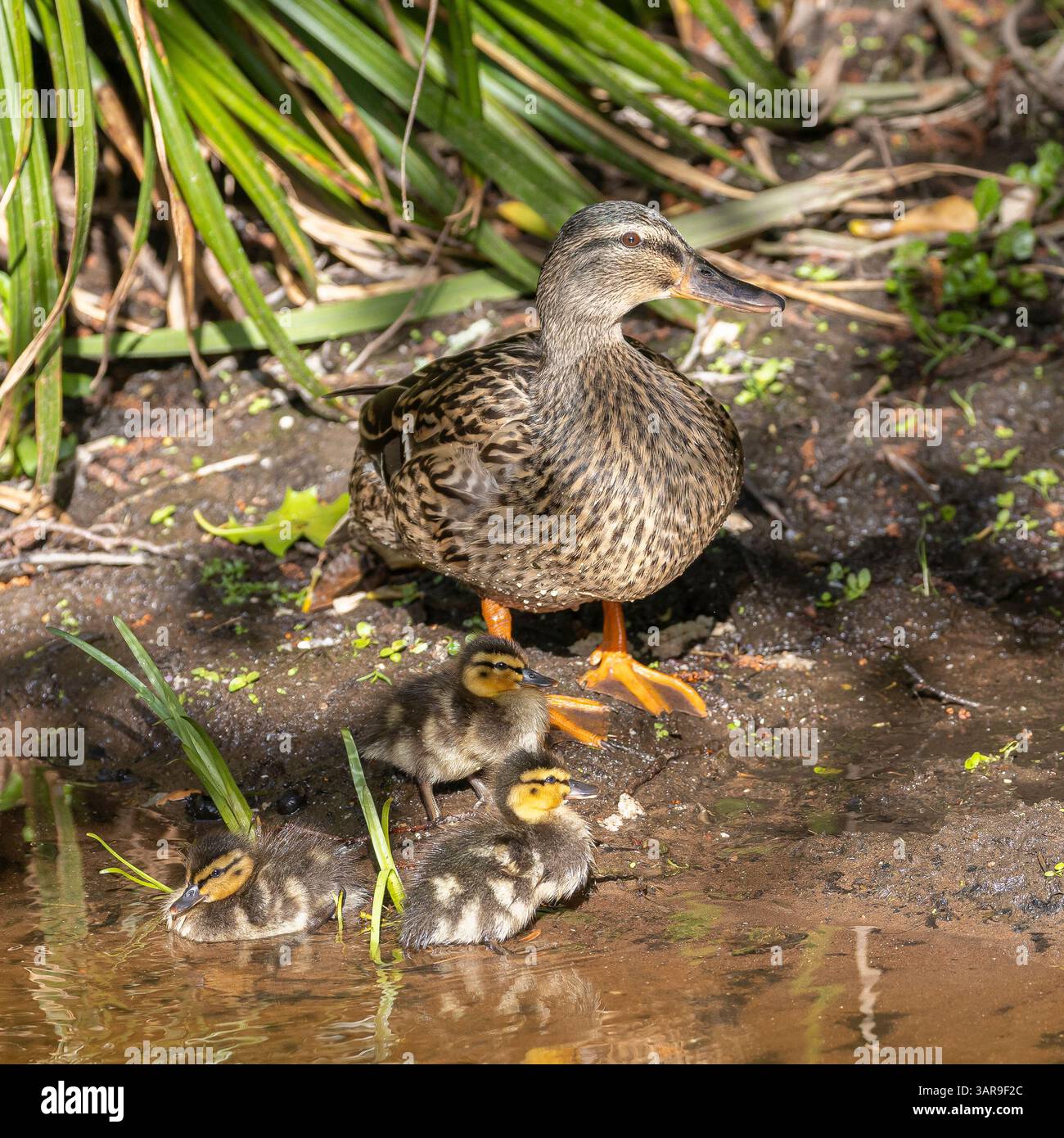 Kidderminster,UK. 17th April, 2025. UK weather: a family of spring ...