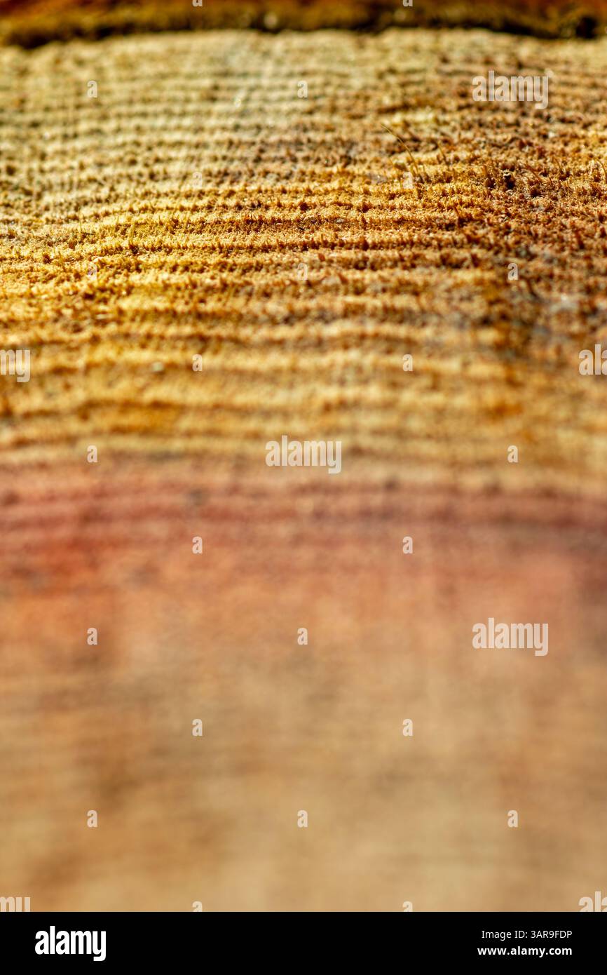 Beautiful detailed tree trunk hi-res stock photography and images - Alamy
