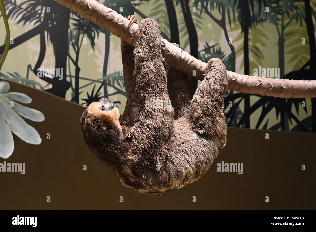 Wildlife diorama history hi-res stock photography and images - Alamy