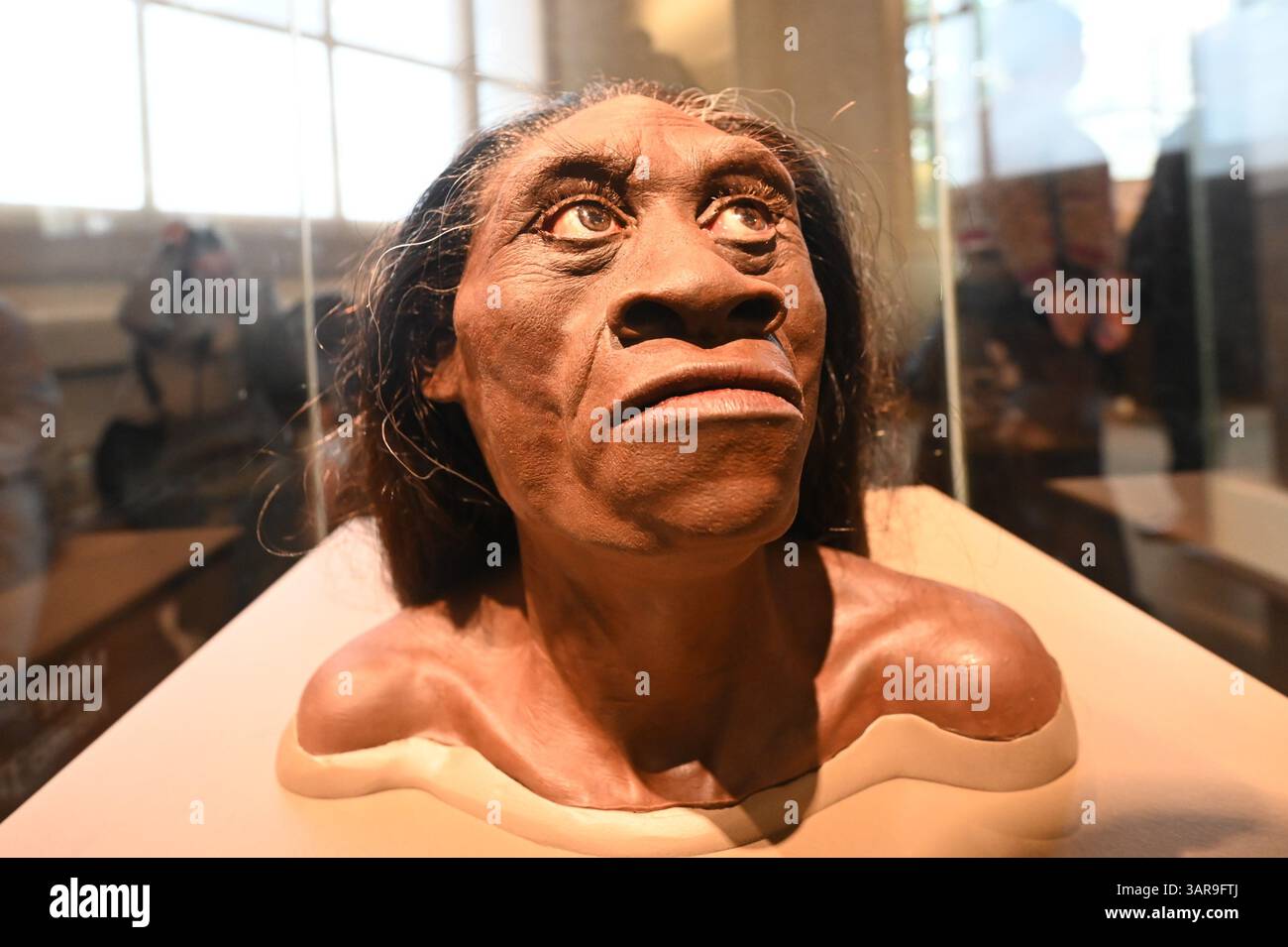 Model of a female neanderthal hi-res stock photography and images - Alamy