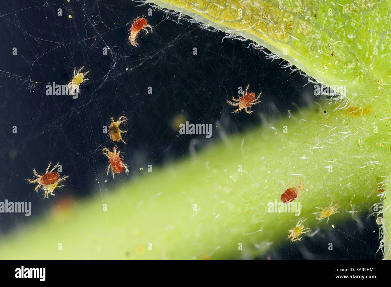 Watermelon red mite hi-res stock photography and images - Alamy