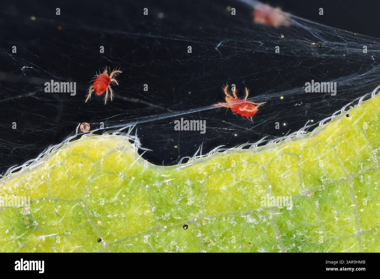 Red spider mite, Tetranychus urticae, pest infestation on leaves ...
