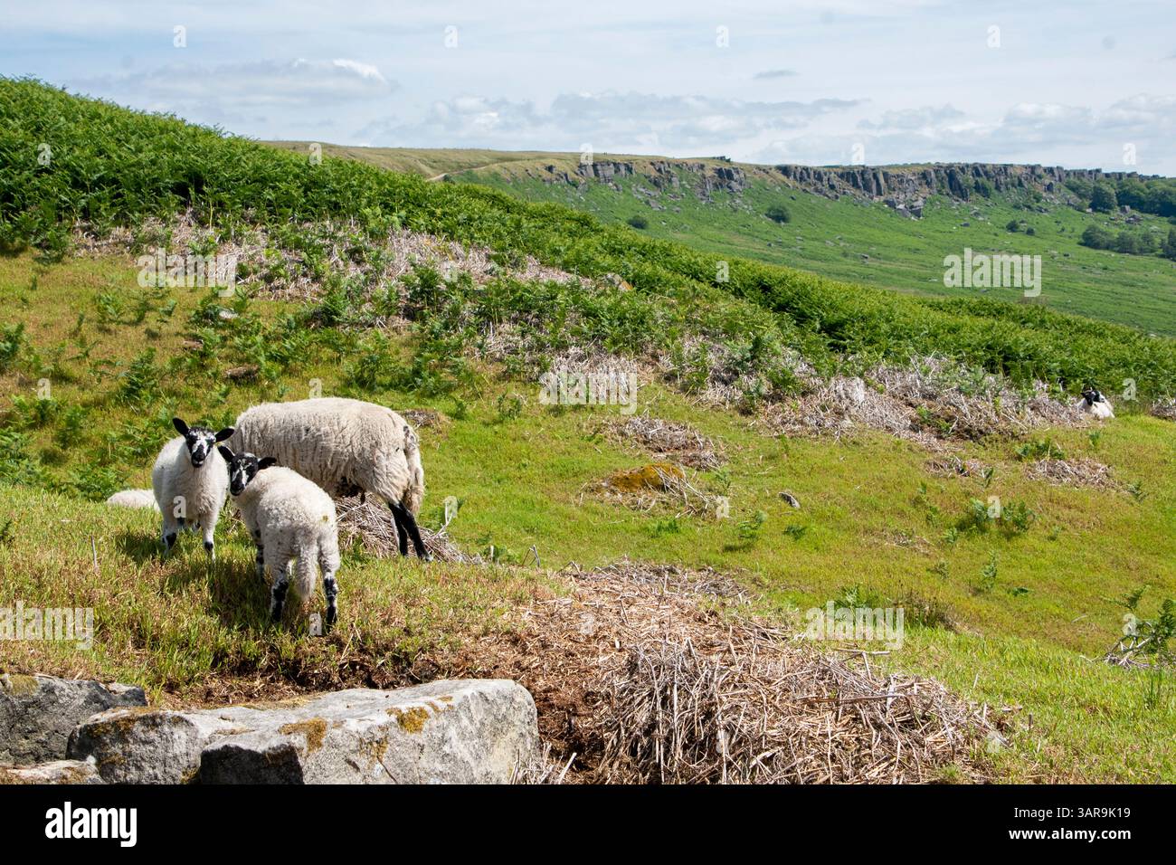 Three sheep in the stony landscape of of the Peak District at Stanage ...