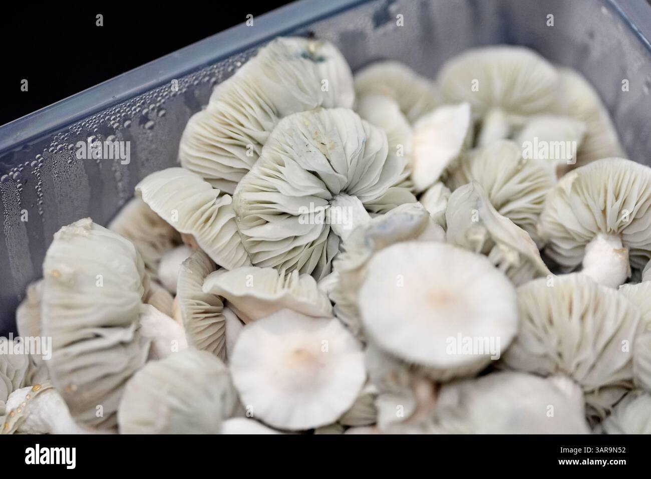 Psilocybe cubensis mushrooms grown to harvest for microdosing sit in a ...