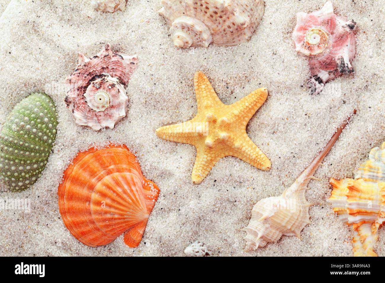 Unique and beautiful seashells, corals, and a starfish arranged on sand ...