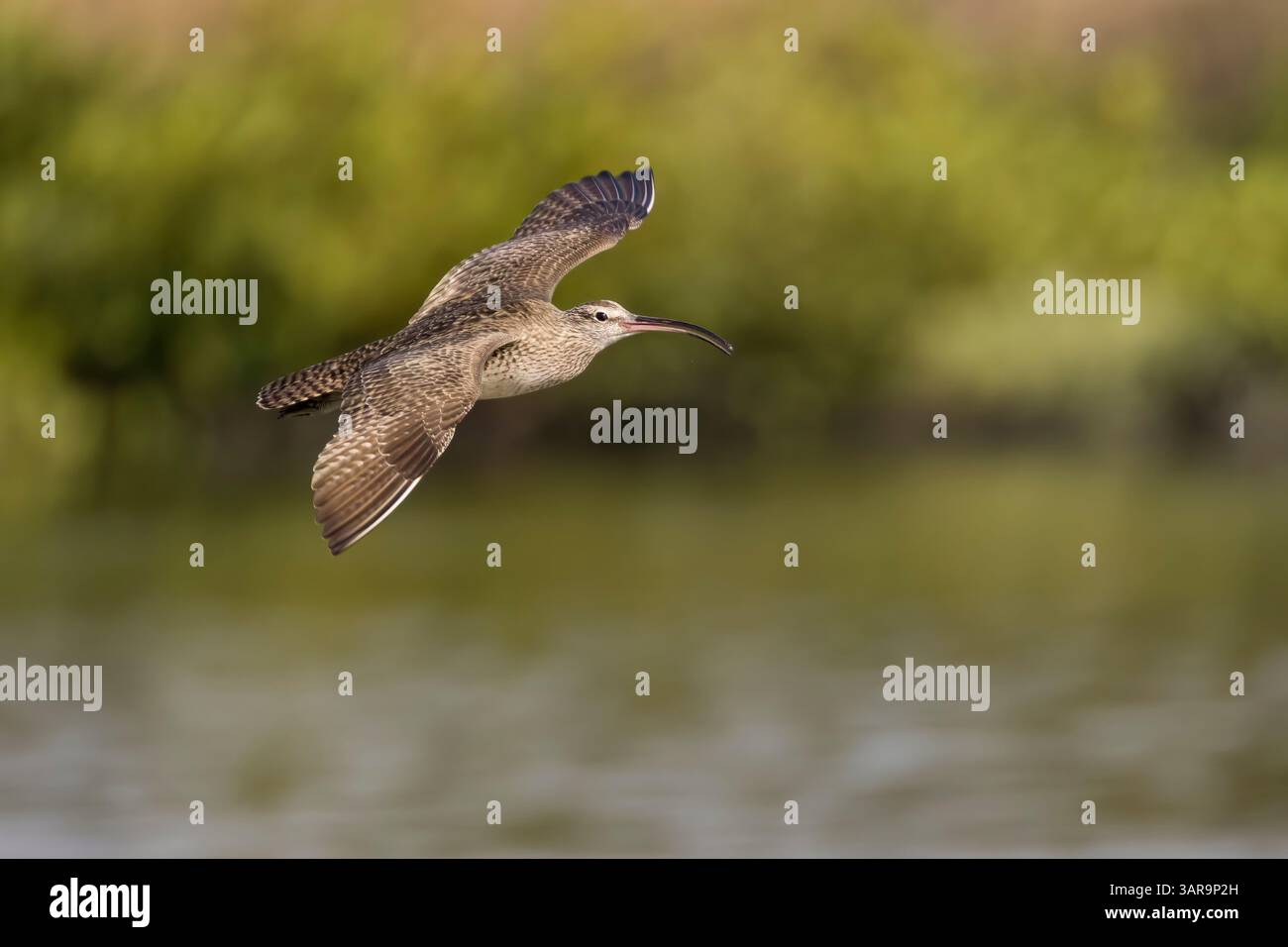 Whimbrel in flight in Costa Rica Stock Photo - Alamy