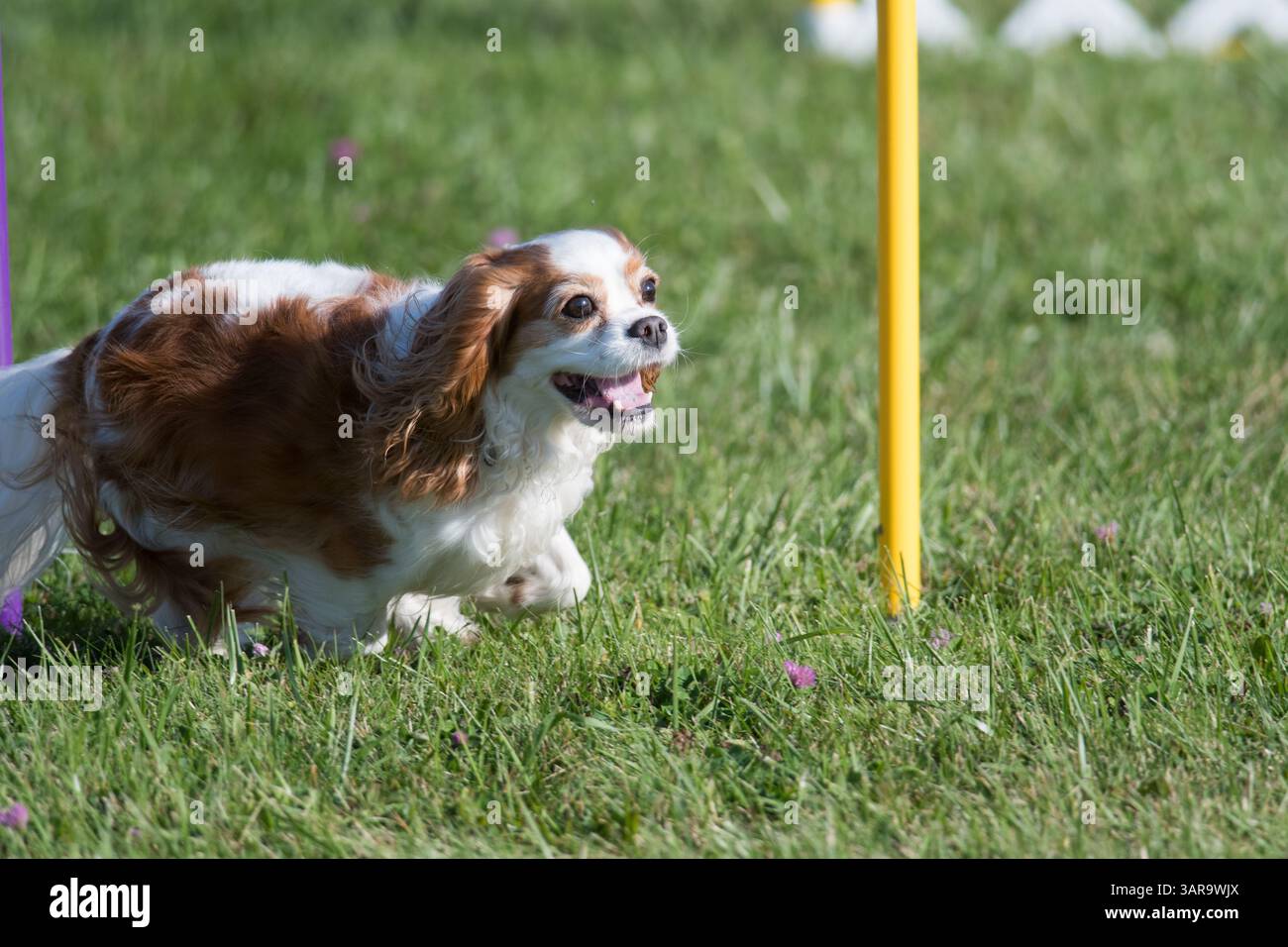 Cavalier King Charles Spaniel competing in an agility competition Stock ...