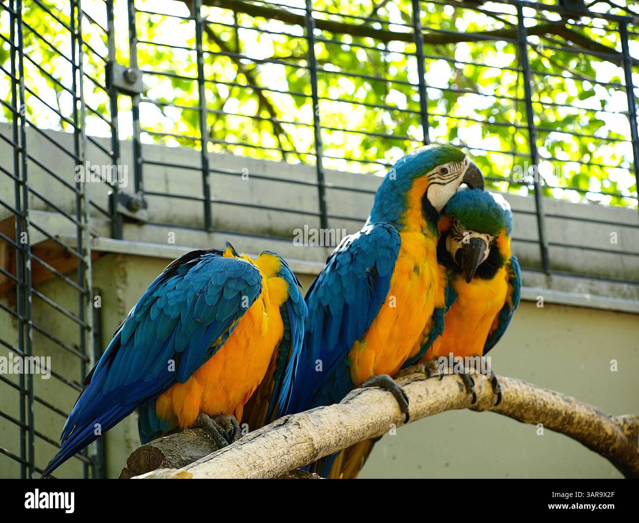 The blue and yellow macaw, also known as the blue-and-gold macaw, is a ...
