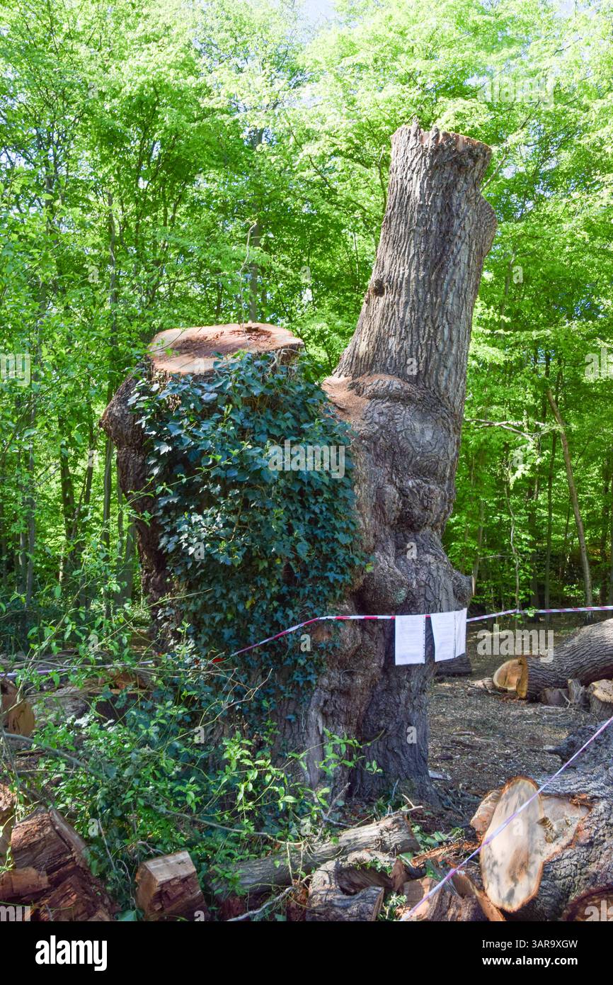 London, England, UK. 17th Apr, 2025. Sealed off remains of the ancient ...