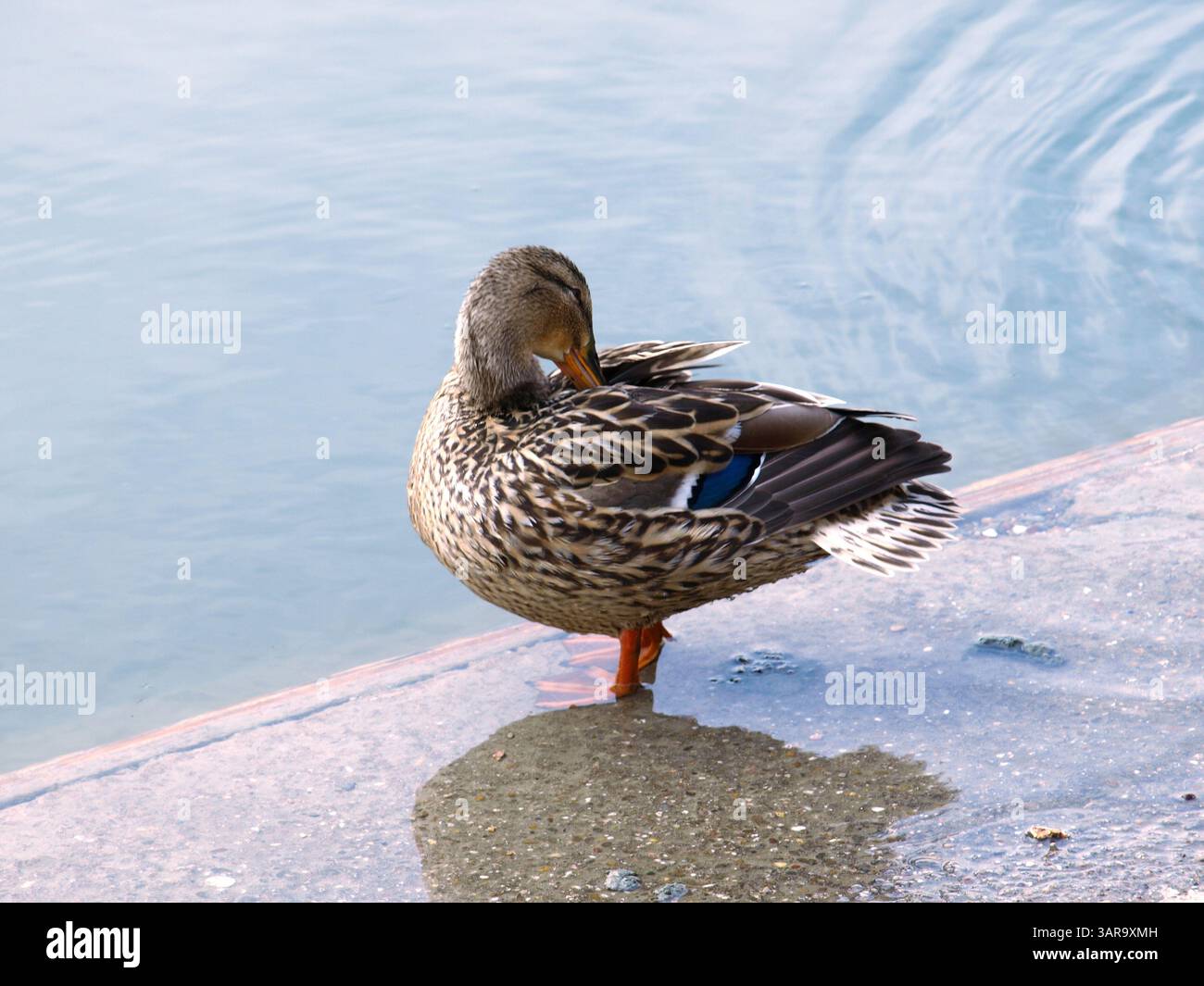 Duck swimming in pond searching hi-res stock photography and images - Alamy