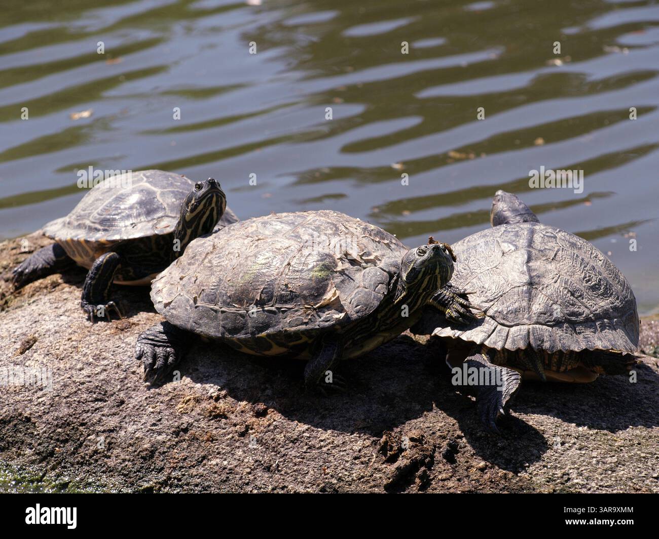 Green sea turtle crawling on hi-res stock photography and images - Alamy