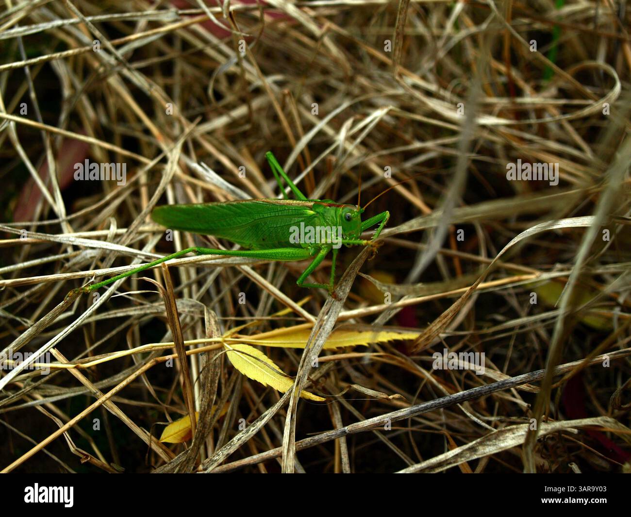 Rare photography green grasshopper hi-res stock photography and images ...