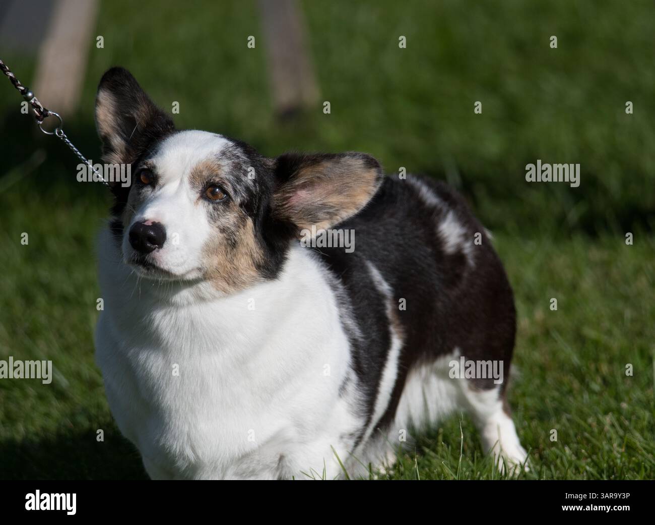 Purebred doig hi-res stock photography and images - Alamy
