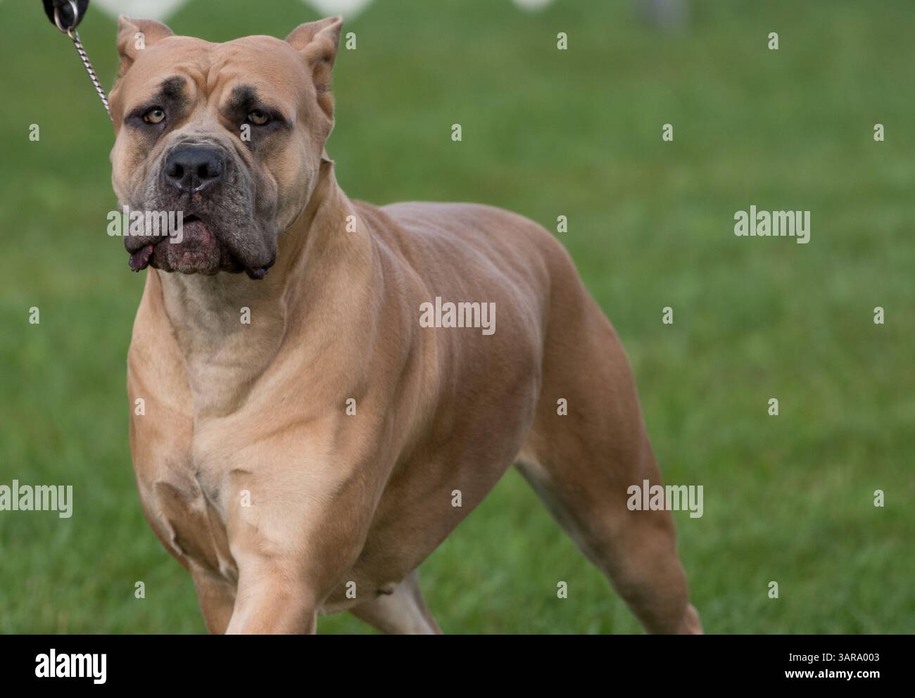 Cane Corso looking into the camera Stock Photo - Alamy