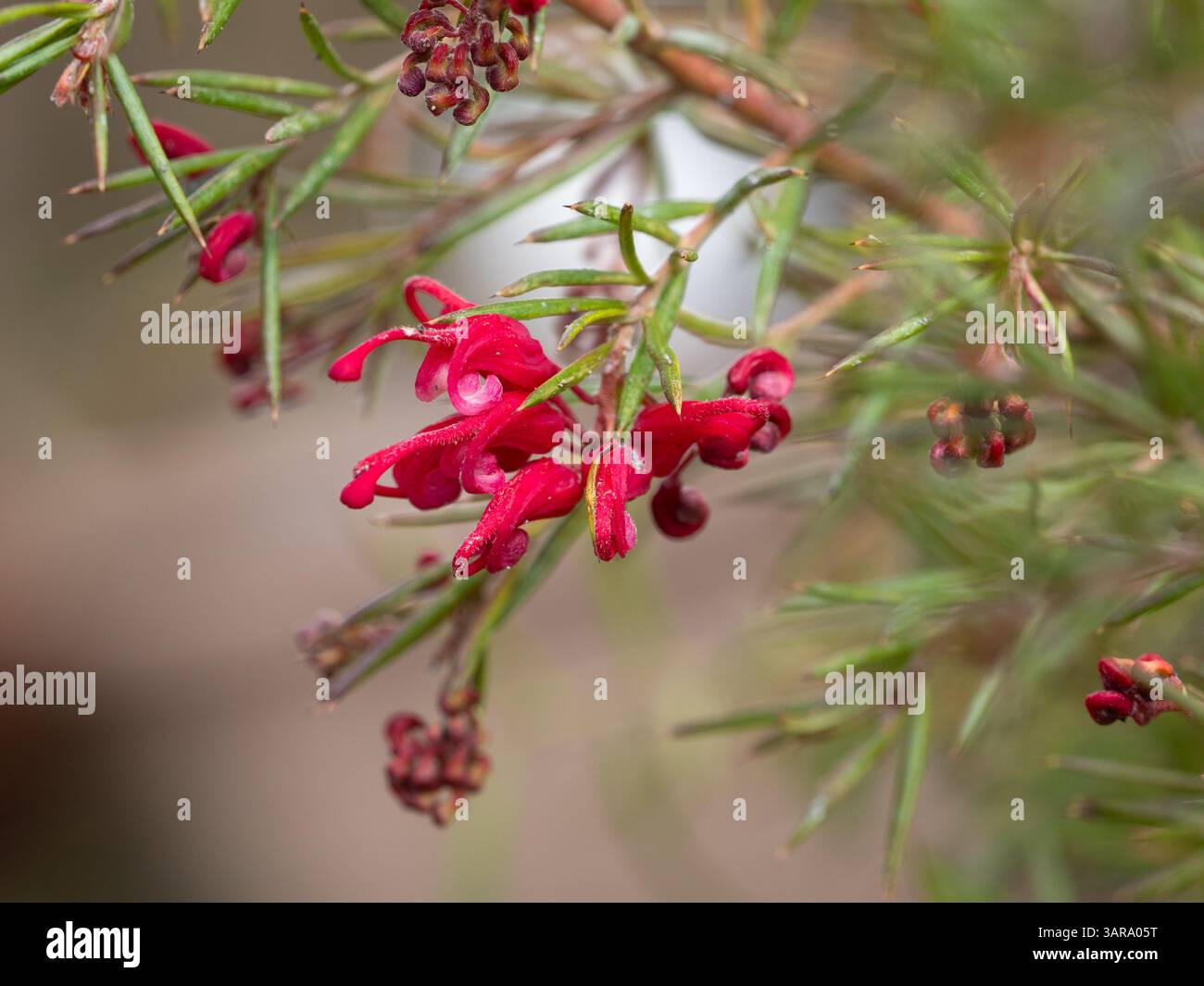 Red blooms of the evergreen, perpetually flowering Australian shrub ...