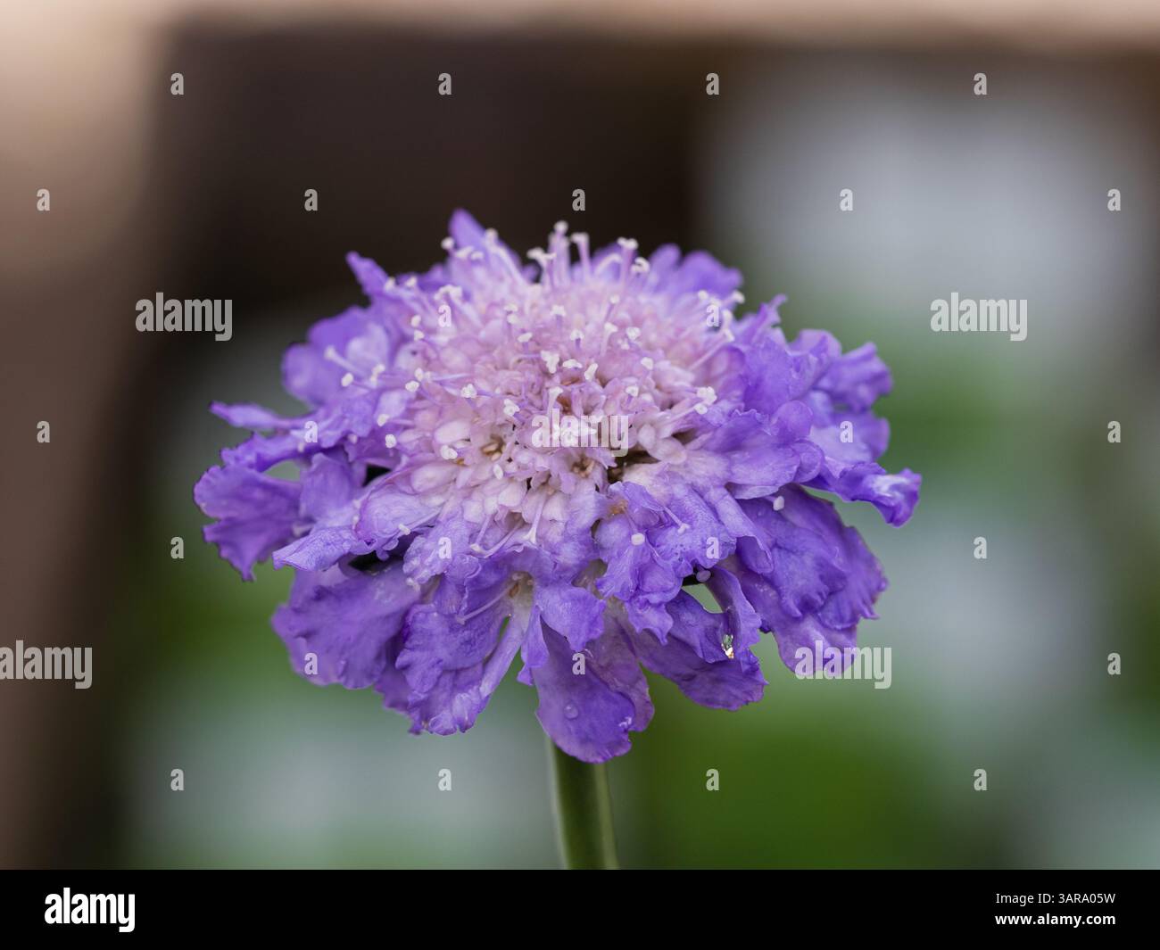 Blue flower of the long blooming hardy perennial, Scabious 'Butterfly ...