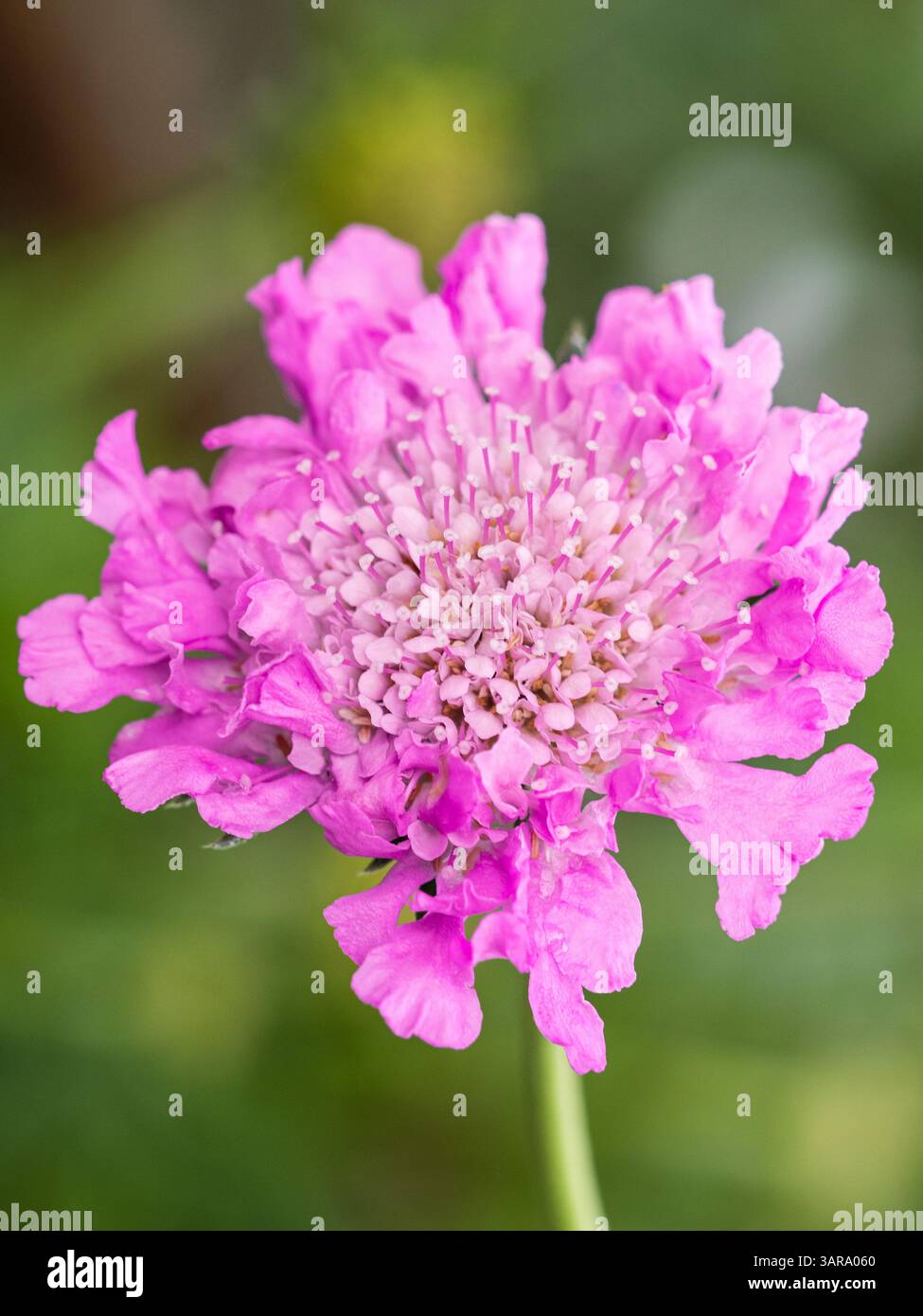 Pink flower of the long blooming hardy perennial, Scabious 'Walberton's ...