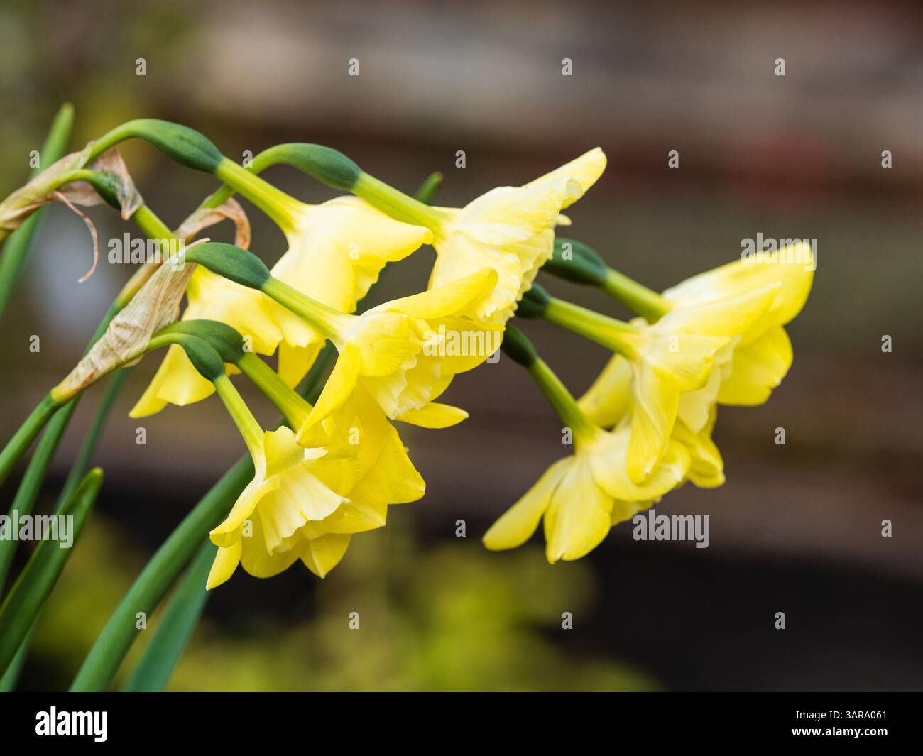 Multiheaded flowers of the jonquilla type spring blooming daffodil ...