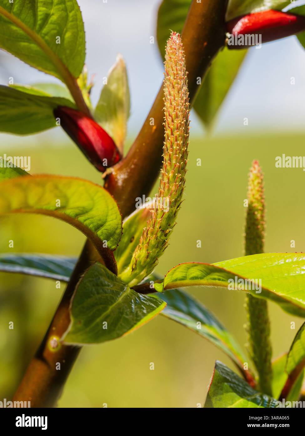 Upright spring catkin of the hardy deciduous shrub, Salix fargesii ...