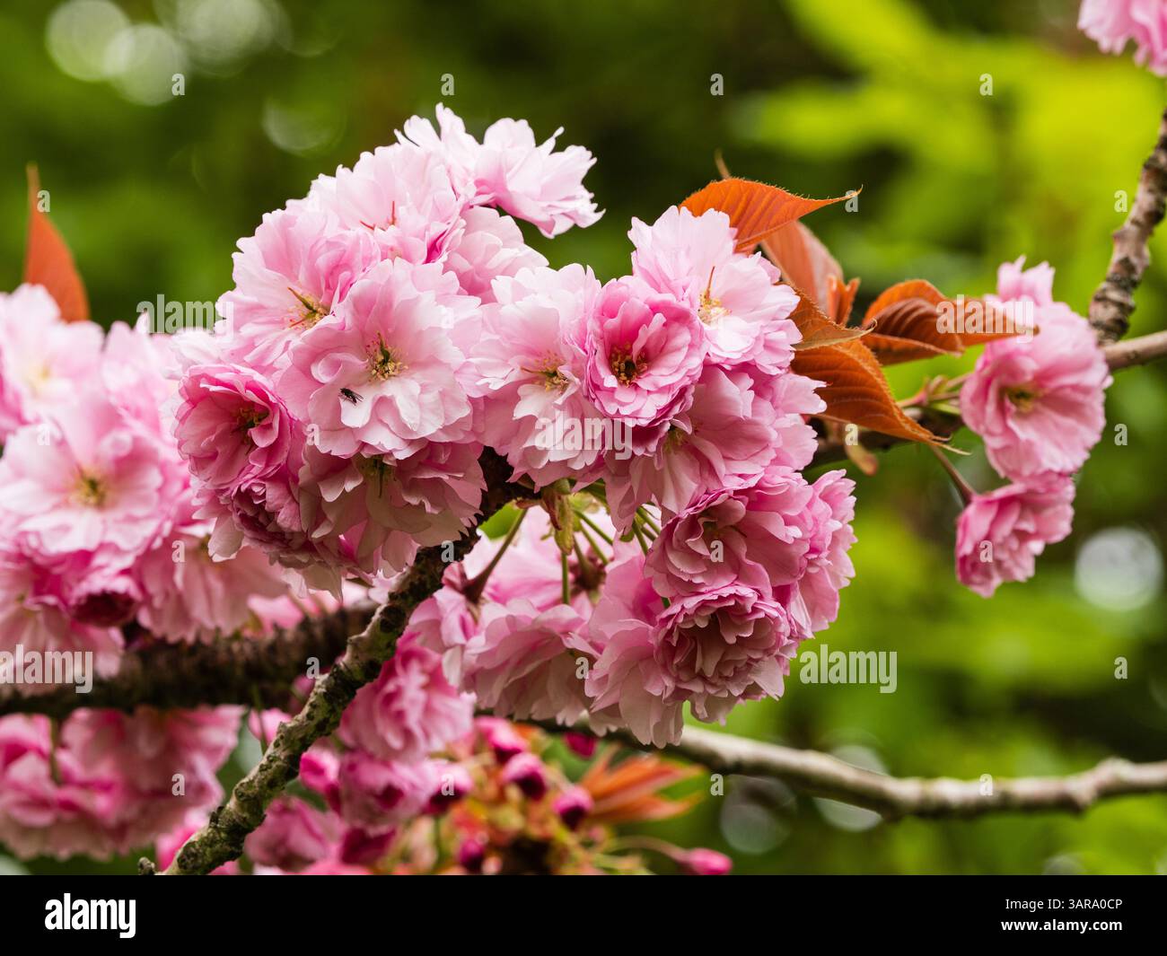 Pink spring blosoom of the hardy Japanese flowering cherry, Prunus ...