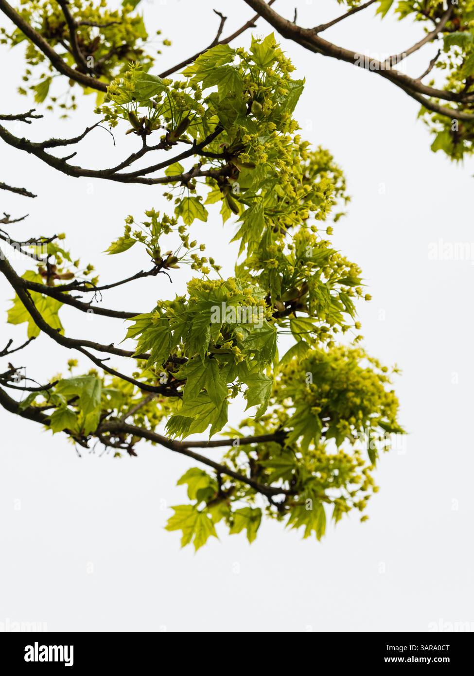 Yellow green spring flowers of the hardy deciduous Norway maple tree ...