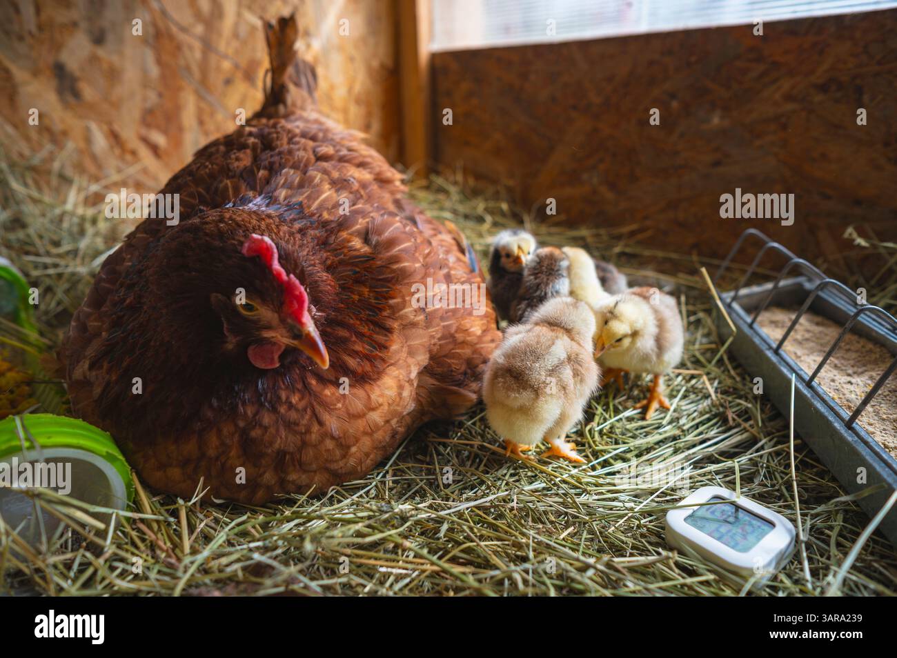 Broody hen cares for and teaches newly hatched chicks to explore the ...