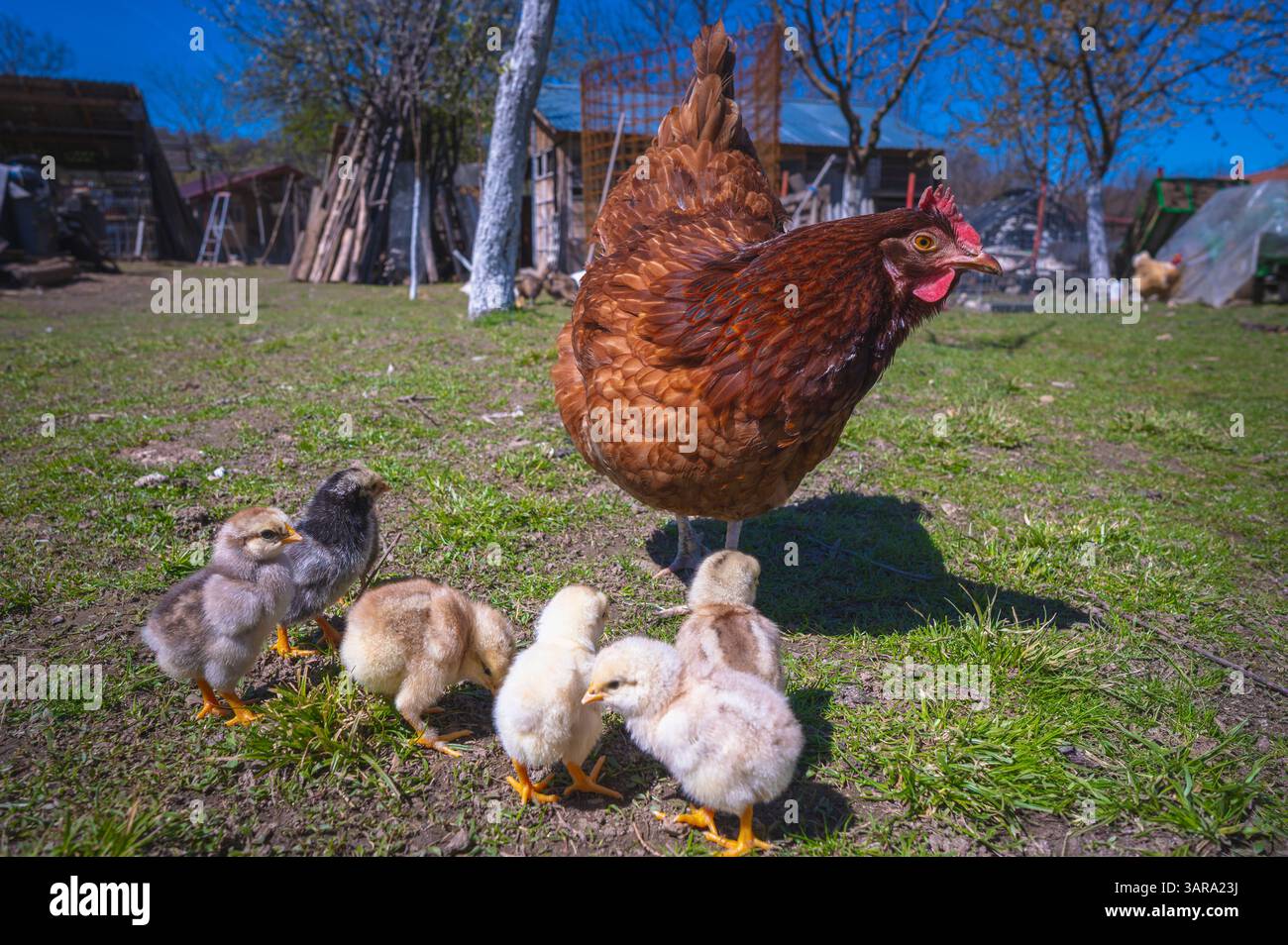 Broody hen cares for and teaches newly hatched chicks to explore the ...
