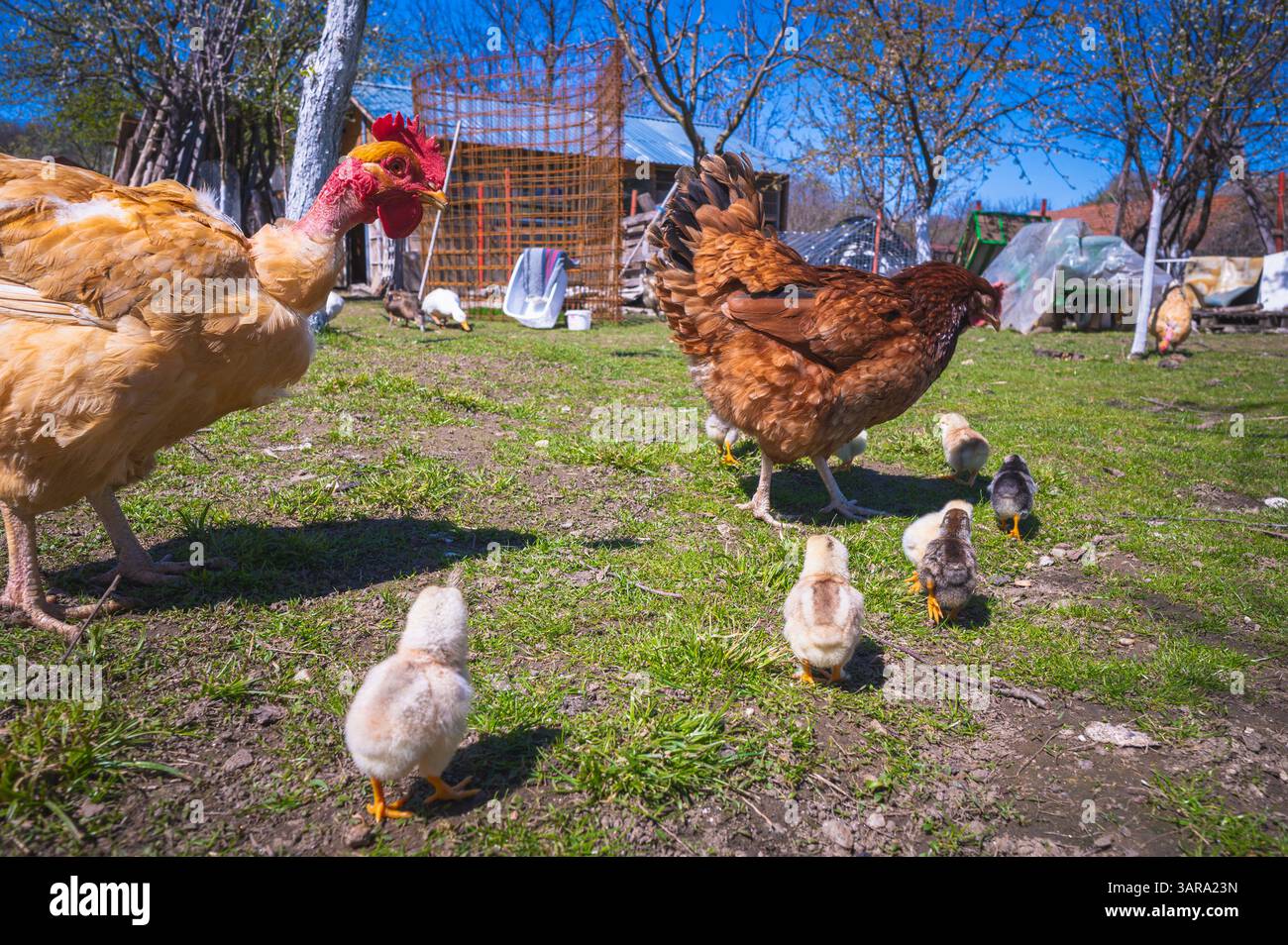Broody hen cares for and teaches newly hatched chicks to explore the ...