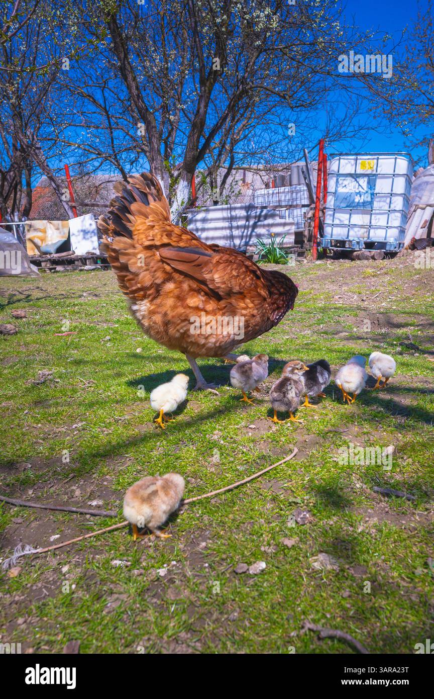 Broody hen cares for and teaches newly hatched chicks to explore the ...