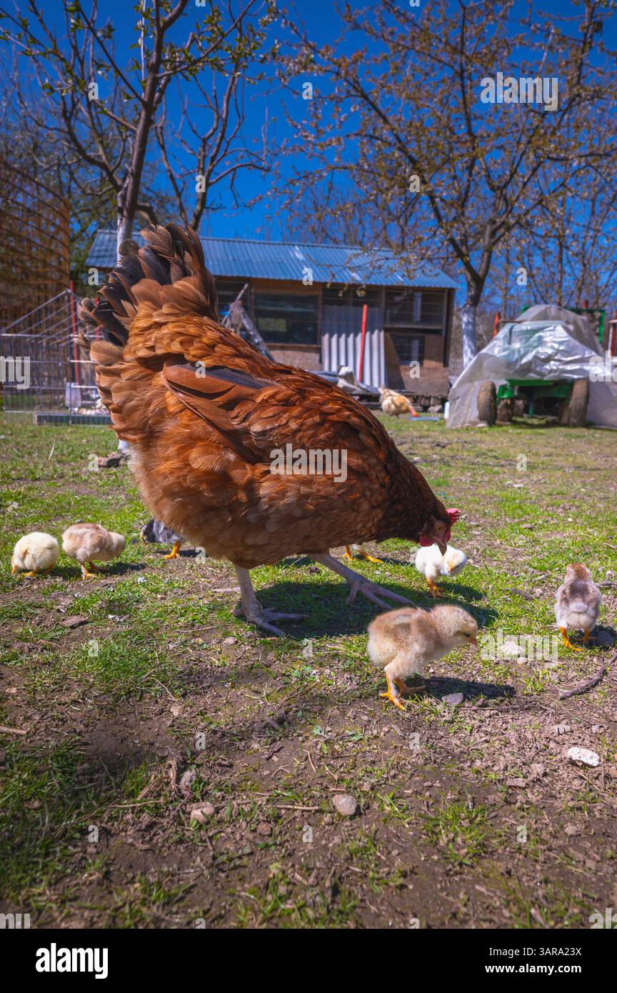 Broody hen cares for and teaches newly hatched chicks to explore the ...