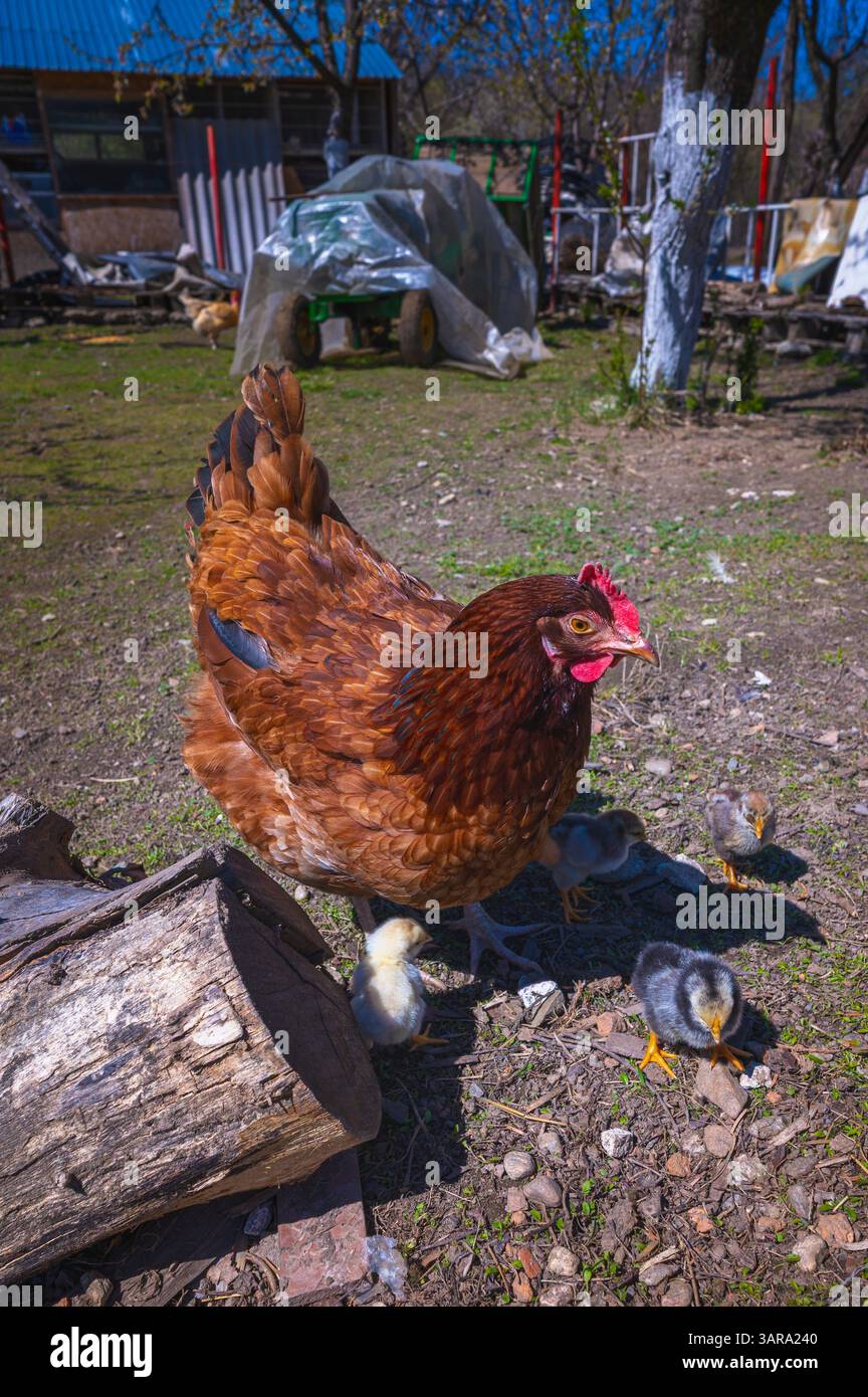Broody hen cares for and teaches newly hatched chicks to explore the ...