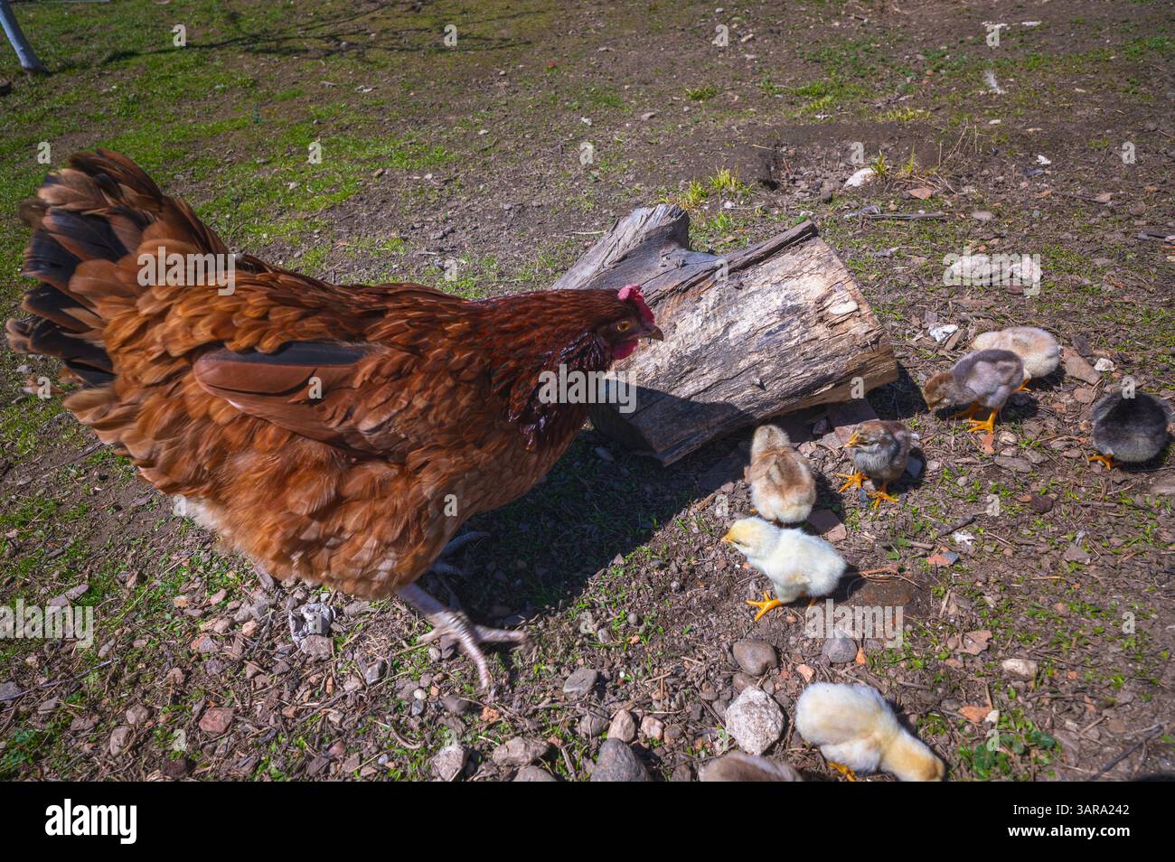 Broody hen cares for and teaches newly hatched chicks to explore the ...