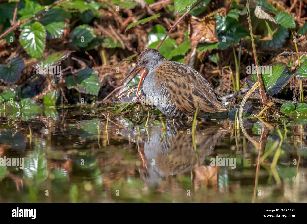Water rail in a pond with an open beak Stock Photo - Alamy