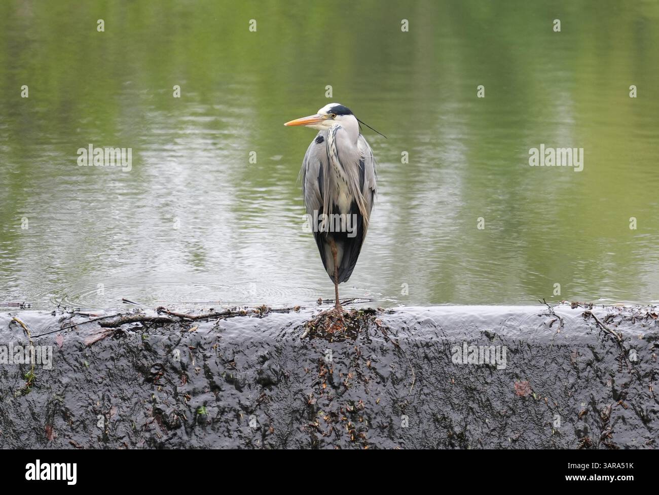 Hamburg, Germany. 17th Apr, 2025. A gray heron stands on a weir at ...